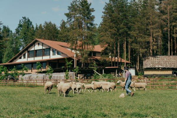 How to Build Your Homestead Business and Promote It the Right Way ...